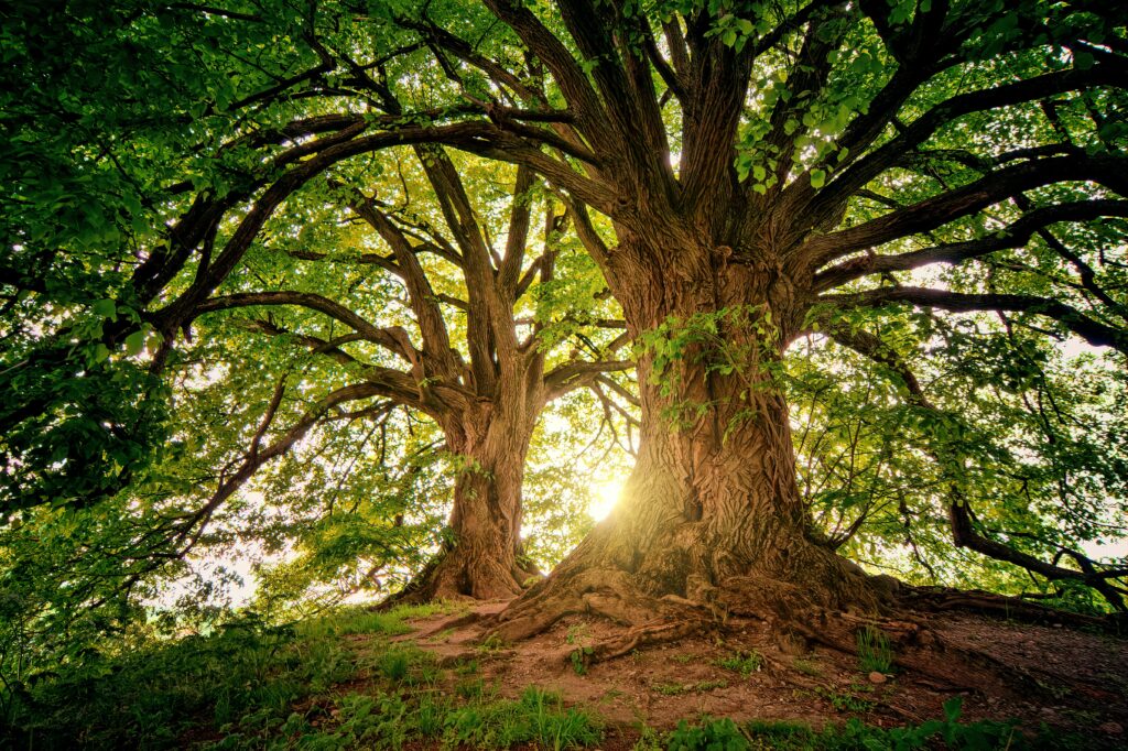 Conversation between two trees in English - Talk Now App - Blog